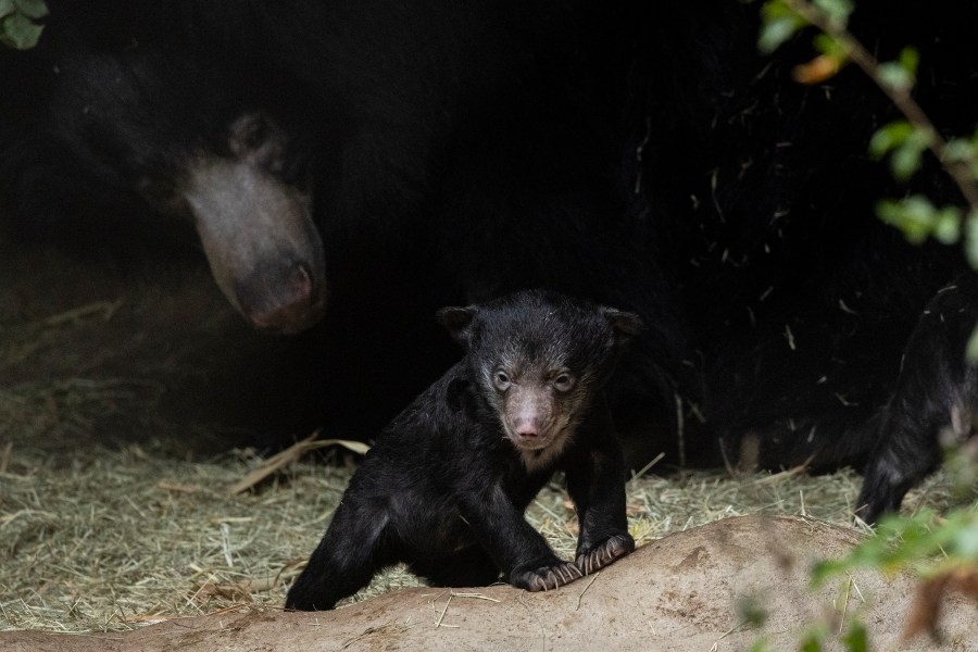 Two baby bear sloths born at San Diego Zoo