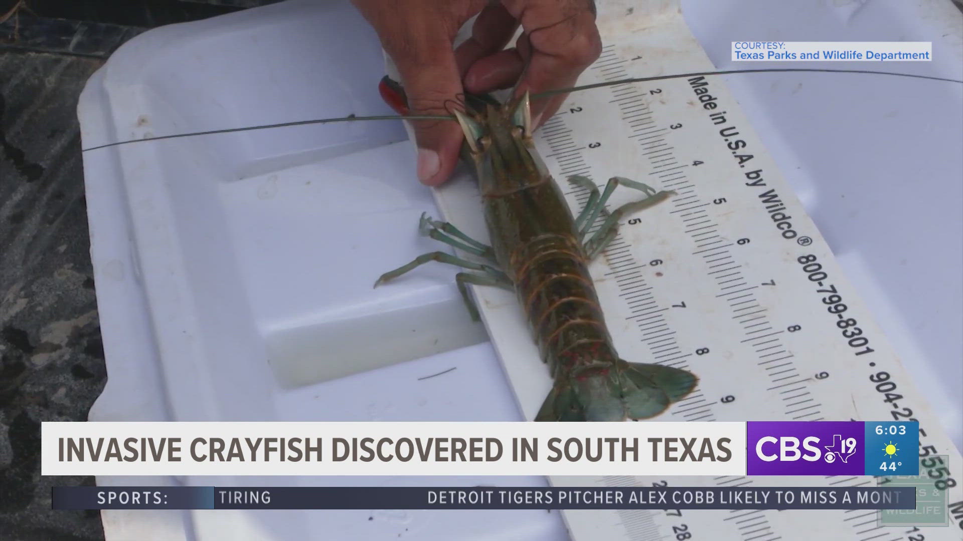 Invasive crayfish species discovered in South Texas