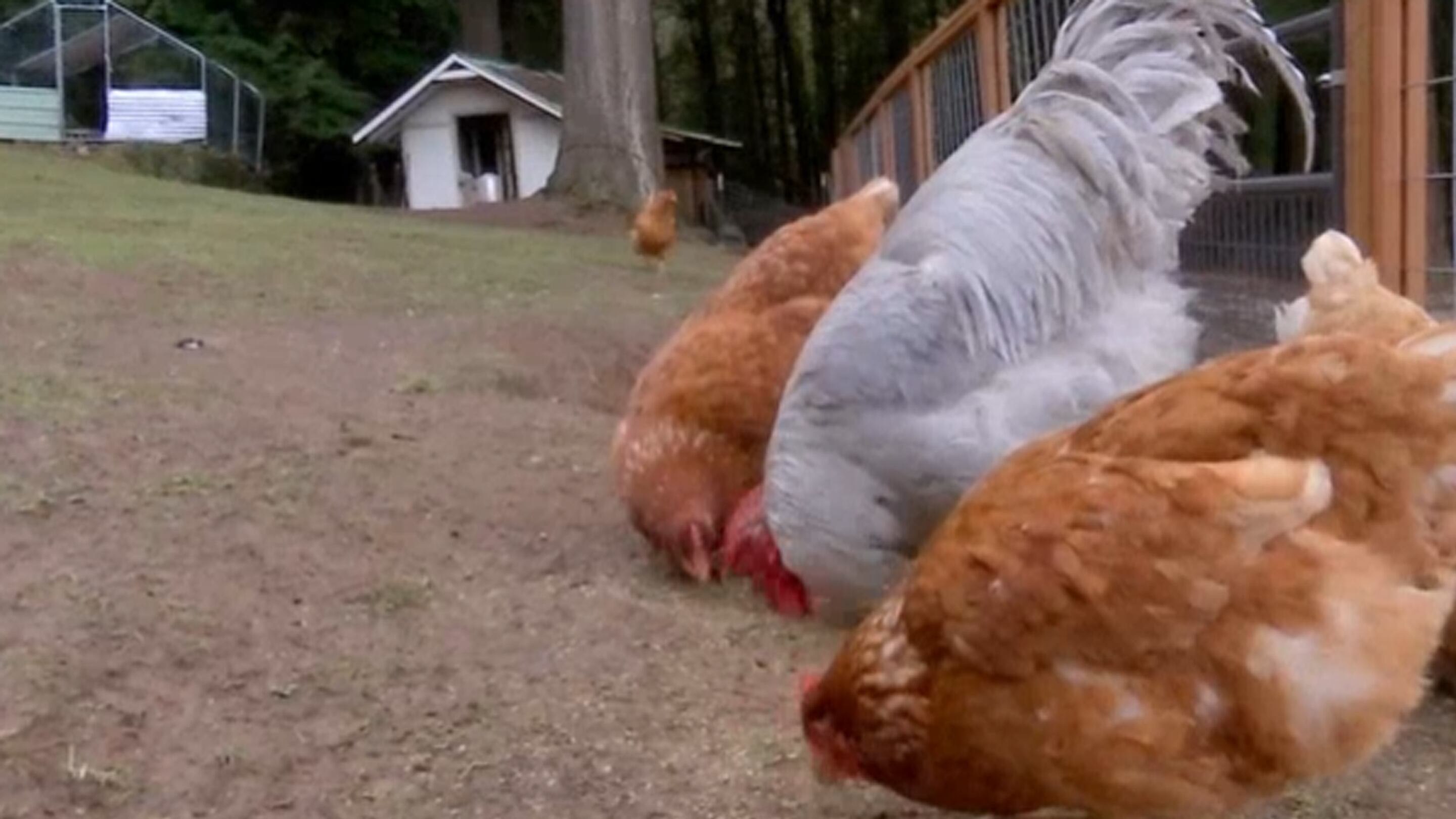 Avian flu found in Nebraska backyard flock