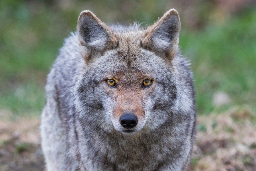 Tips to help Virginians prevent coyote encounters during mating season