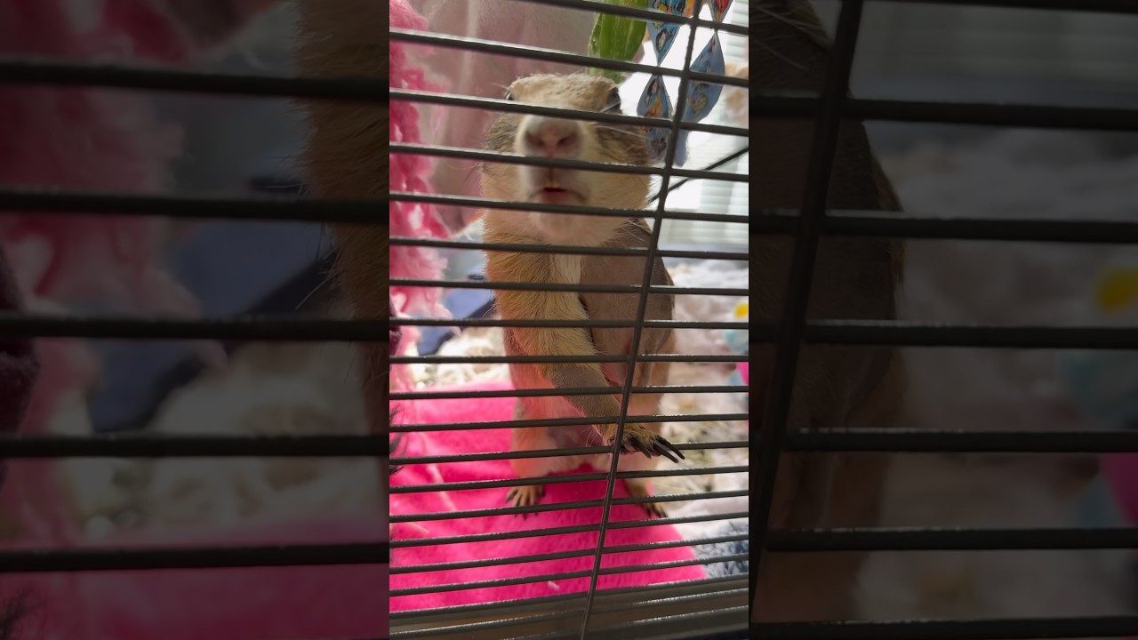 Paxton the prairie dog shows his grumpy side