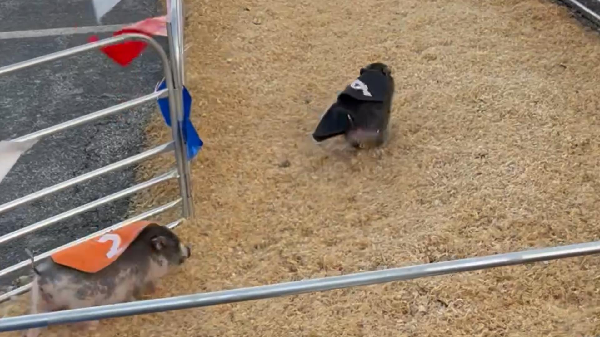 Swifty Swine Pig Race at the rodeo