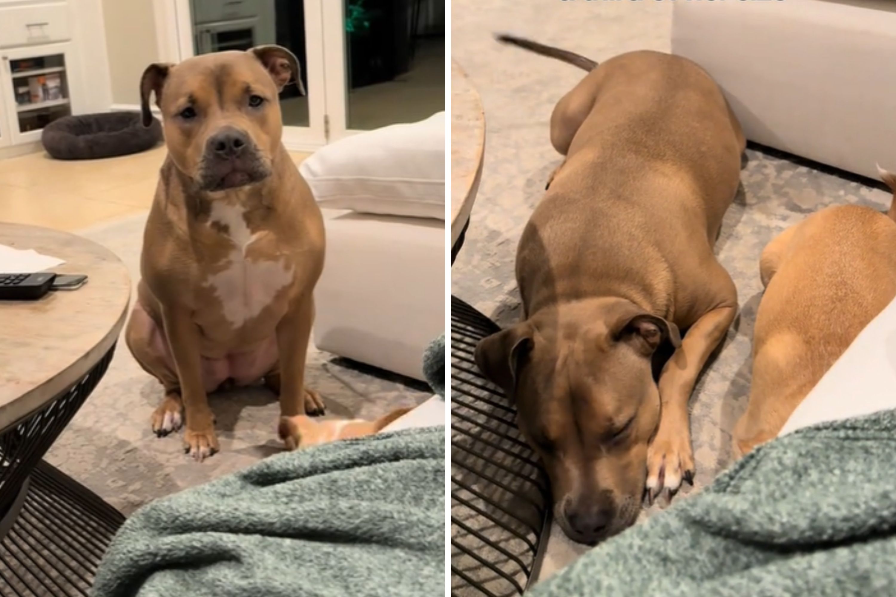 Owner Reveals Hilarious Reason 80lb Dog 'Calls on Me for Help'