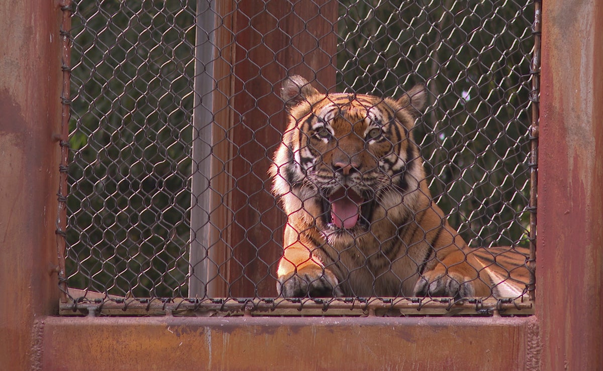 Meet Olan, Palm Beach Zoo's bold new Malayan tiger that treads the ...