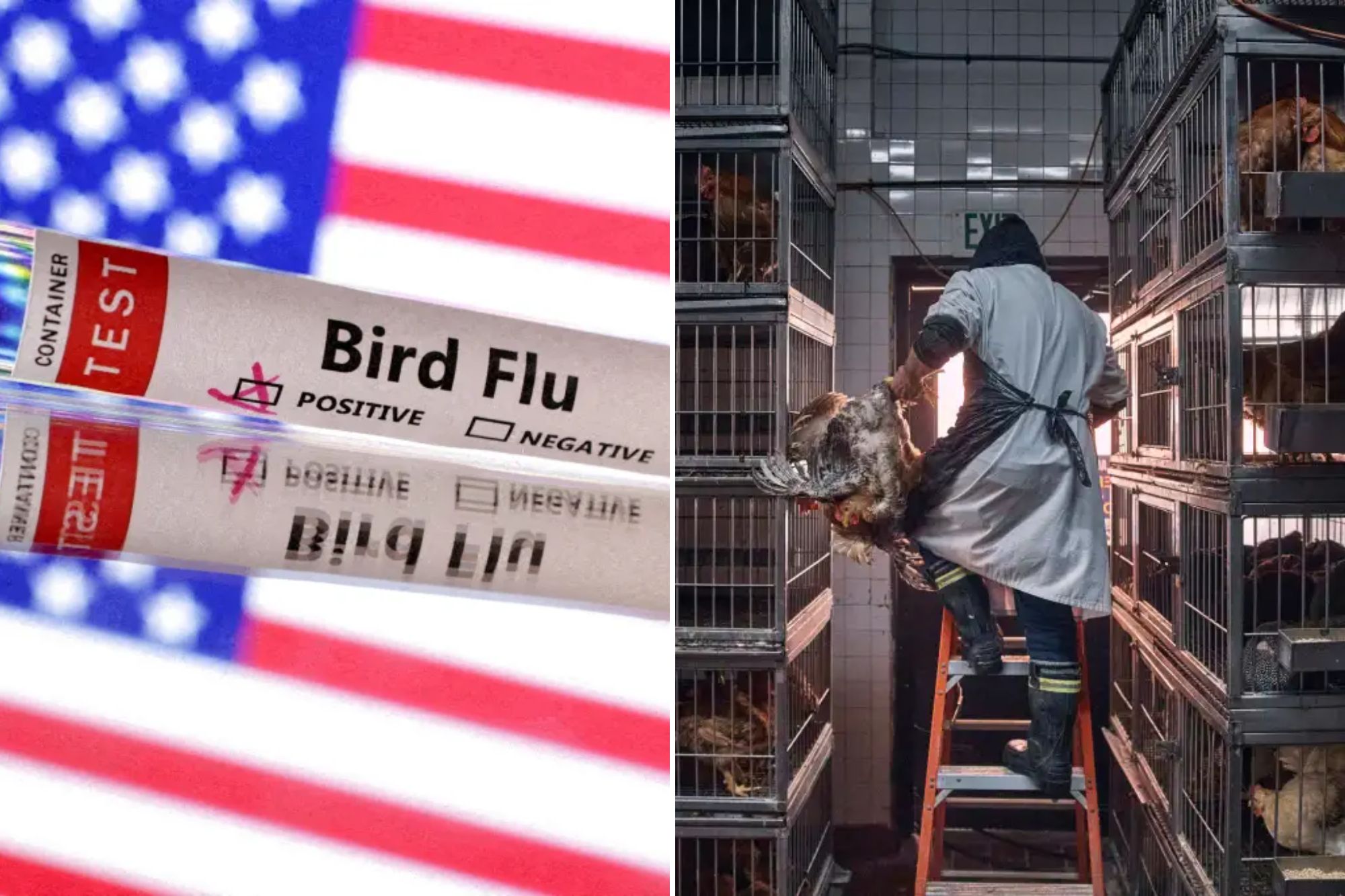 Bird flu spread from animals to veterinarians — and they didn’t know ...