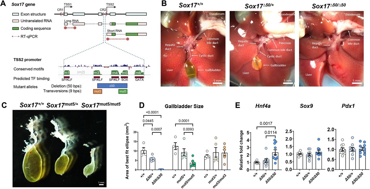 Developmental biologists discover how a critical protein shapes ...