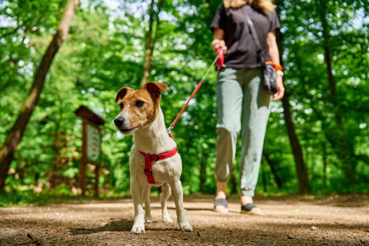 Outdoor Gear for Dogs: How to Keep Your Pet Safe & Comfortable Outside
