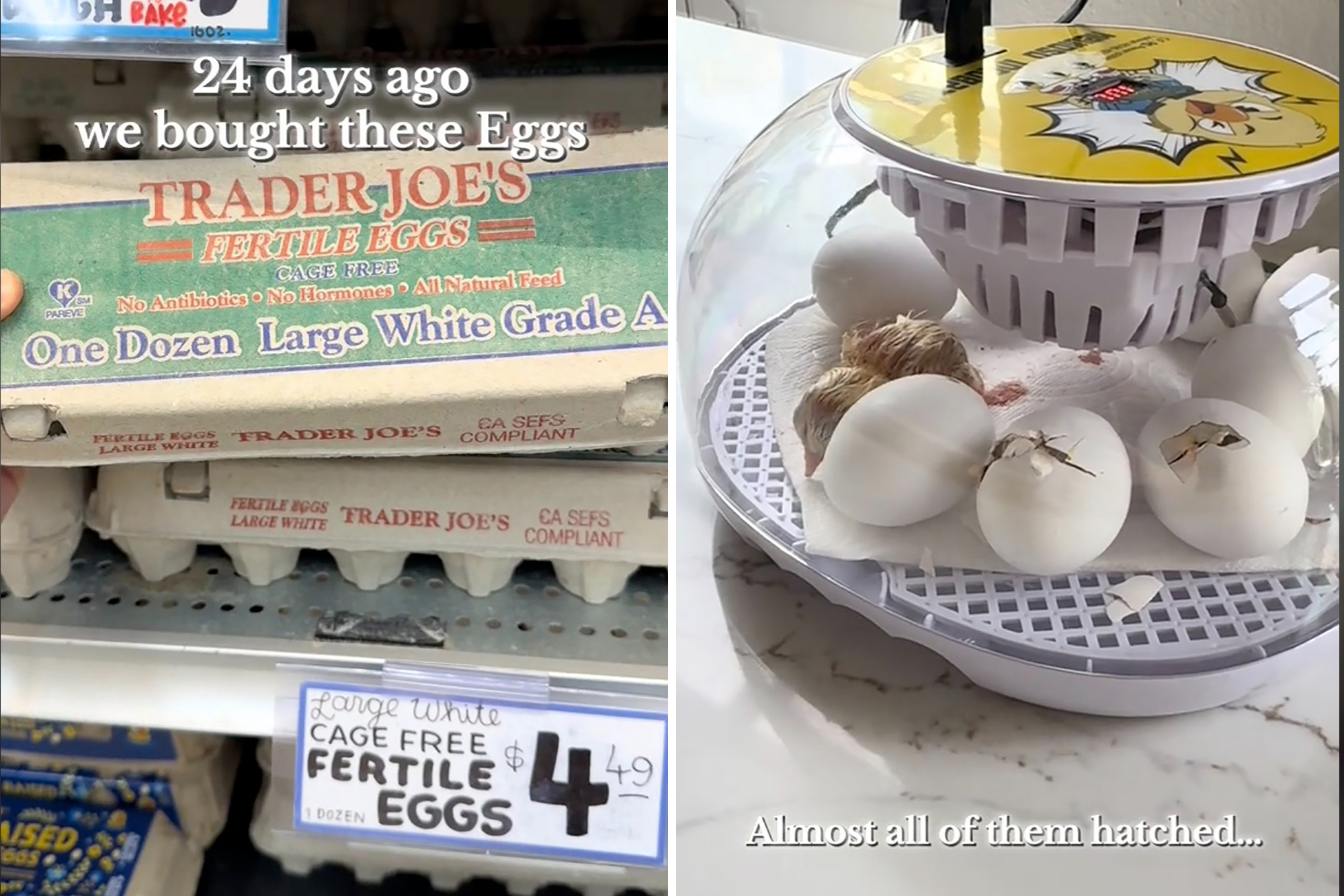 Trader Joe’s is selling fertilized chicken eggs — one shopper is ...