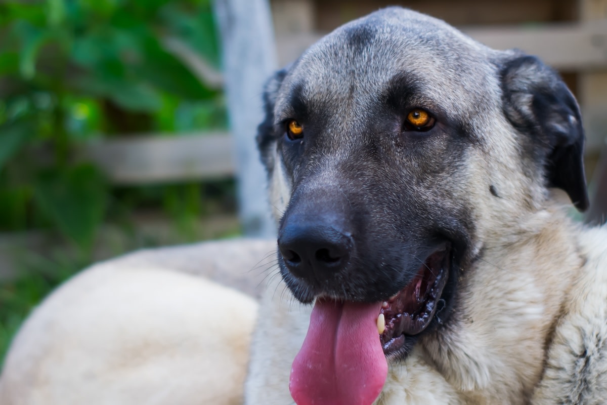 Respectful Anatolian Shepherd Gets ‘Told Off’ by Goat for Trying To ...