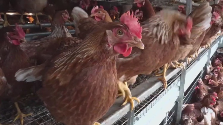 Avian flu forces Hickman's Family Farms to pause majority of production ...