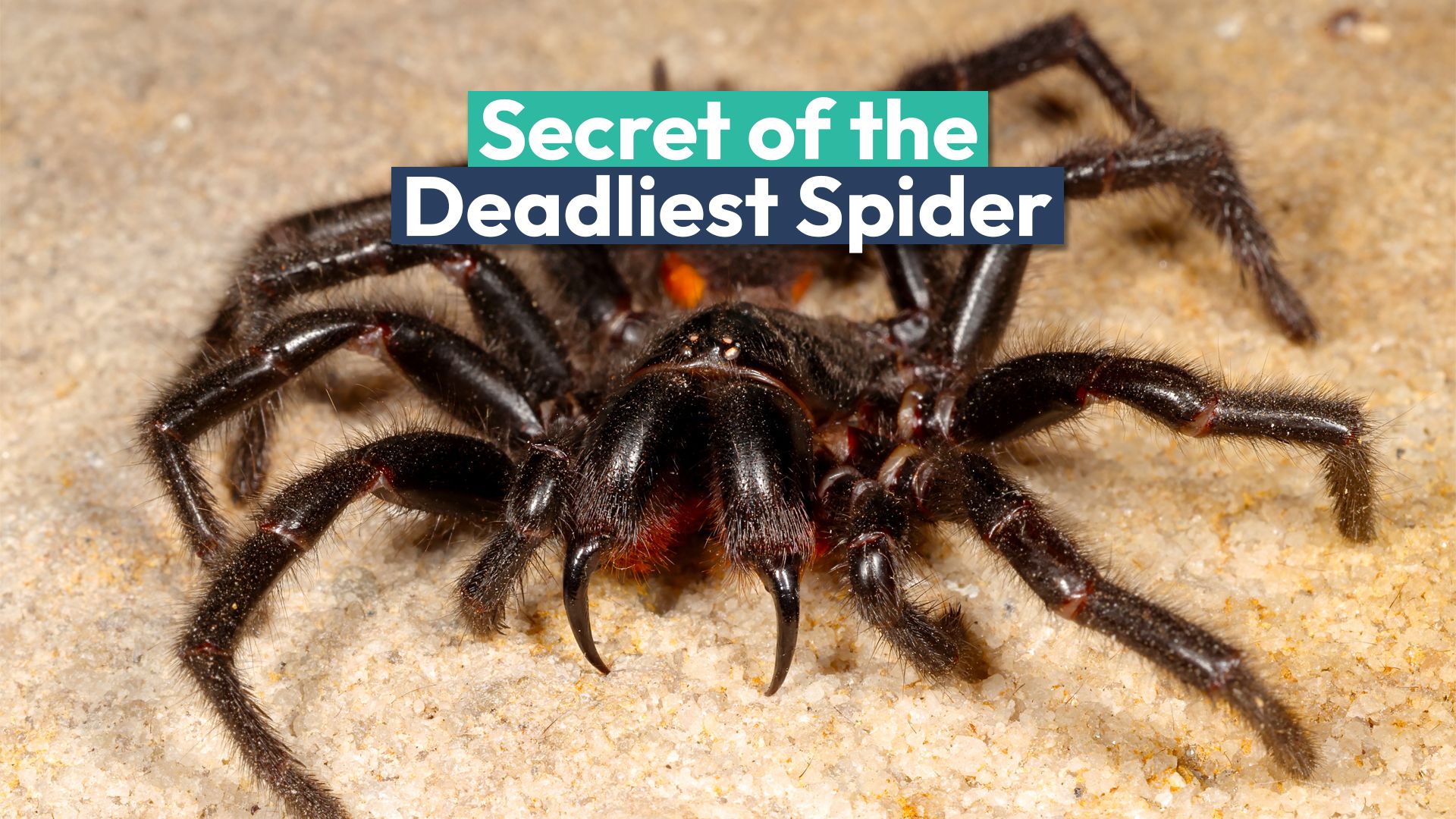 The Untold Secret Of The World's Deadliest Spider