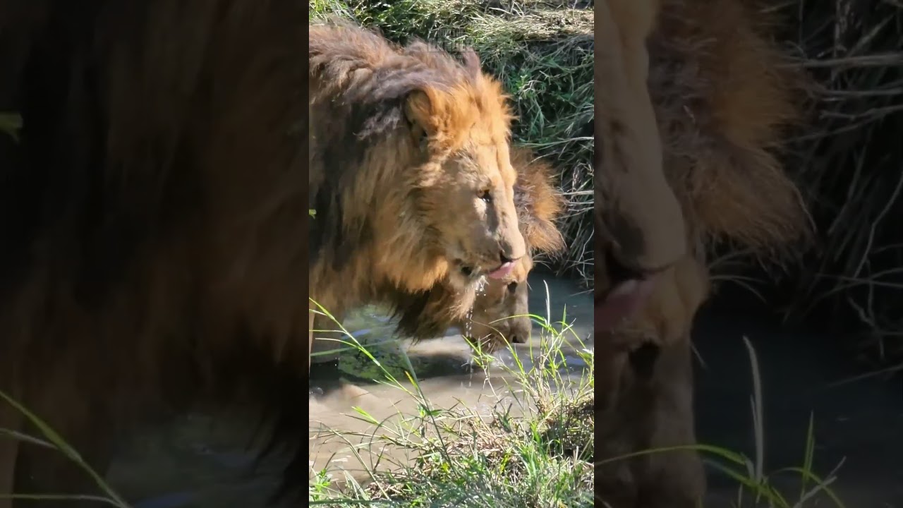 Thirsty lions drink deeply from Mara watering hole