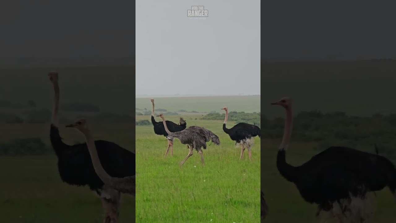 Maasai Ostrich Takes a Toilet Break as Camera Rolls Past
