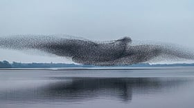 Murmuration Of Starlings Pics: Man Who Started Photography As Hobby ...