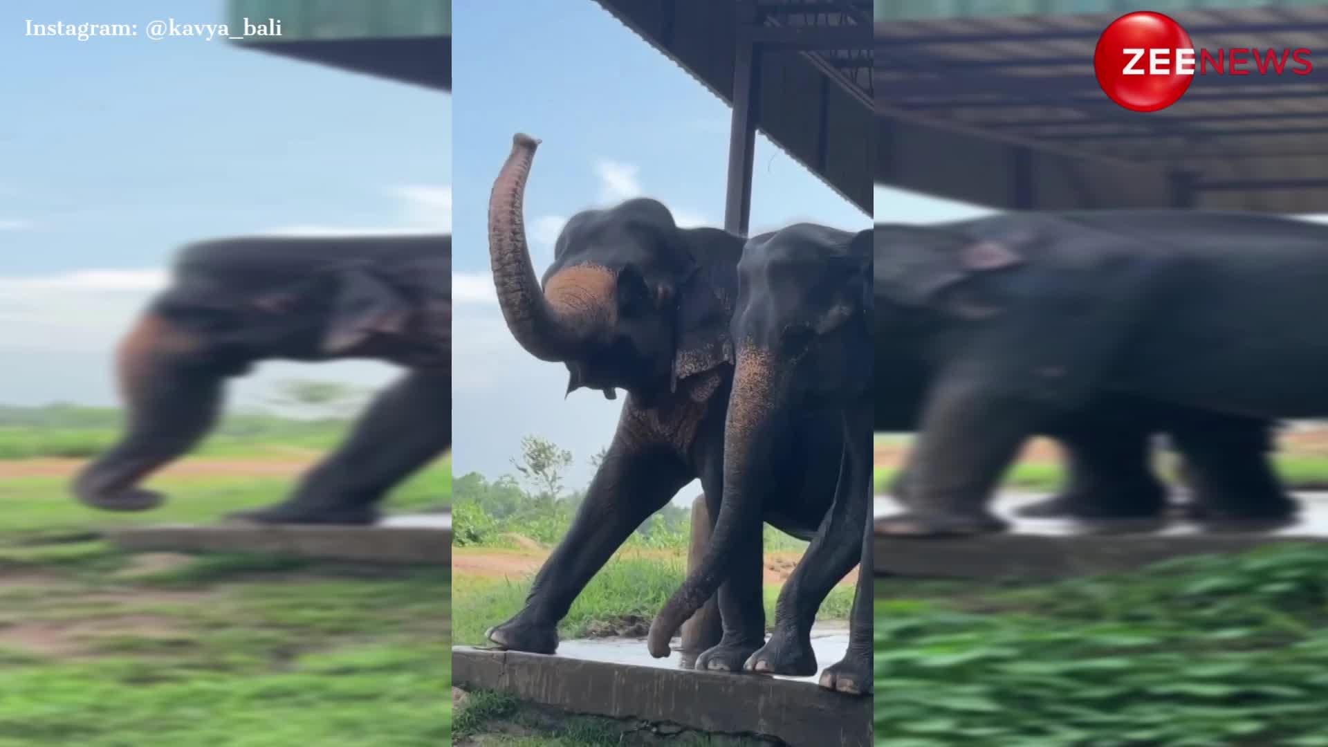 स्लो मोशन में लड़की ने हाथी के सामने किया डांस, तो गजराज ने ऐसा किया ...