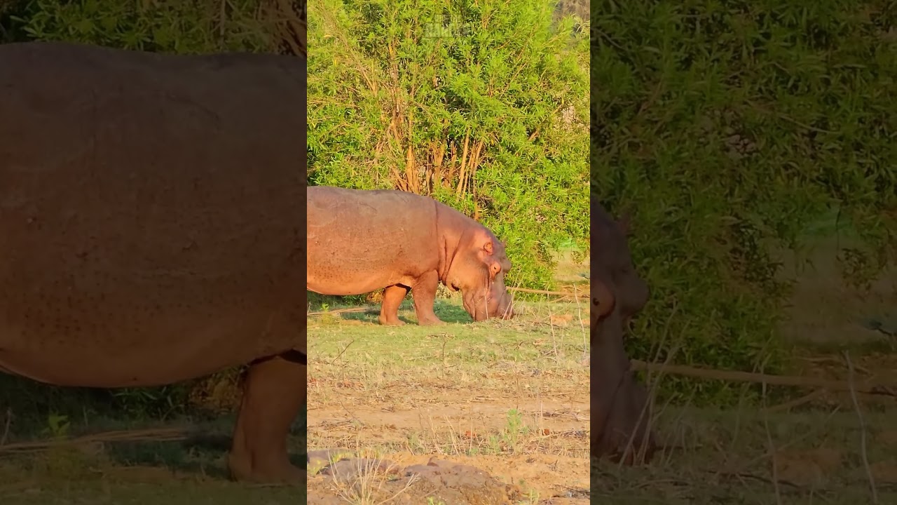 Stunning Morning Encounter with a Hippo Emerging from the Water