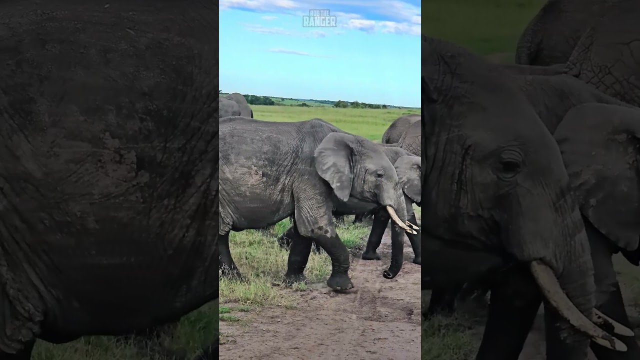Herd of Elephants Boldly Cross Road in Wild Africa