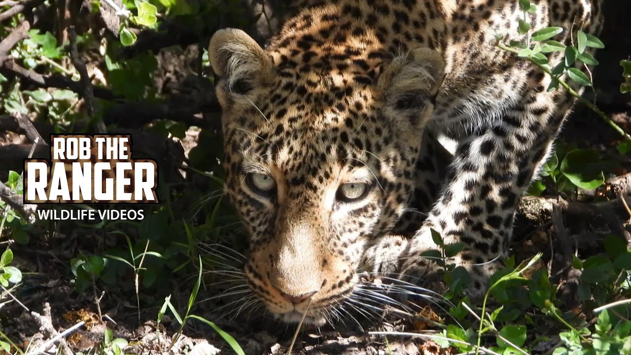 Witness Saba the female leopard on safari in the Maasai Mara