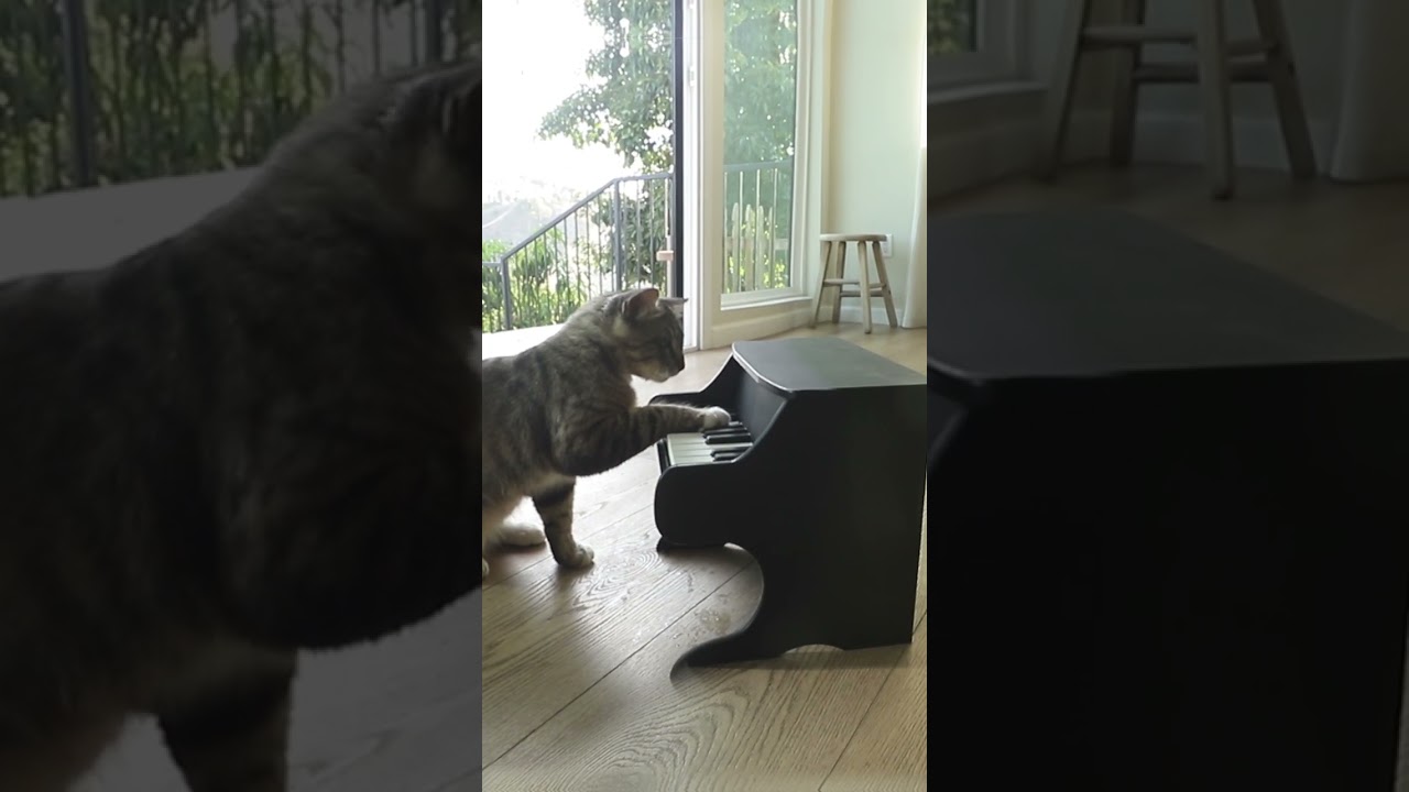 Bohemian Rhapsody performed like never before by cat