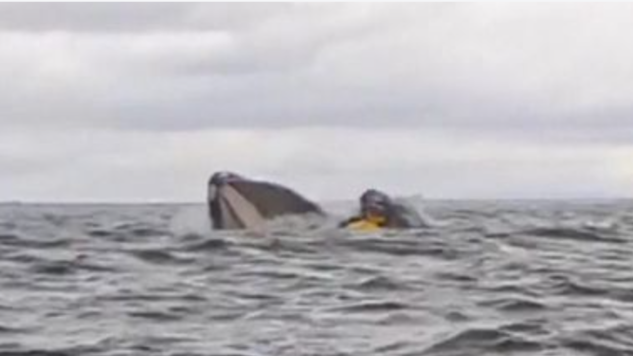 WATCH: Humpback whale swallows 24-year-old kayaker in a heart-stopping ...