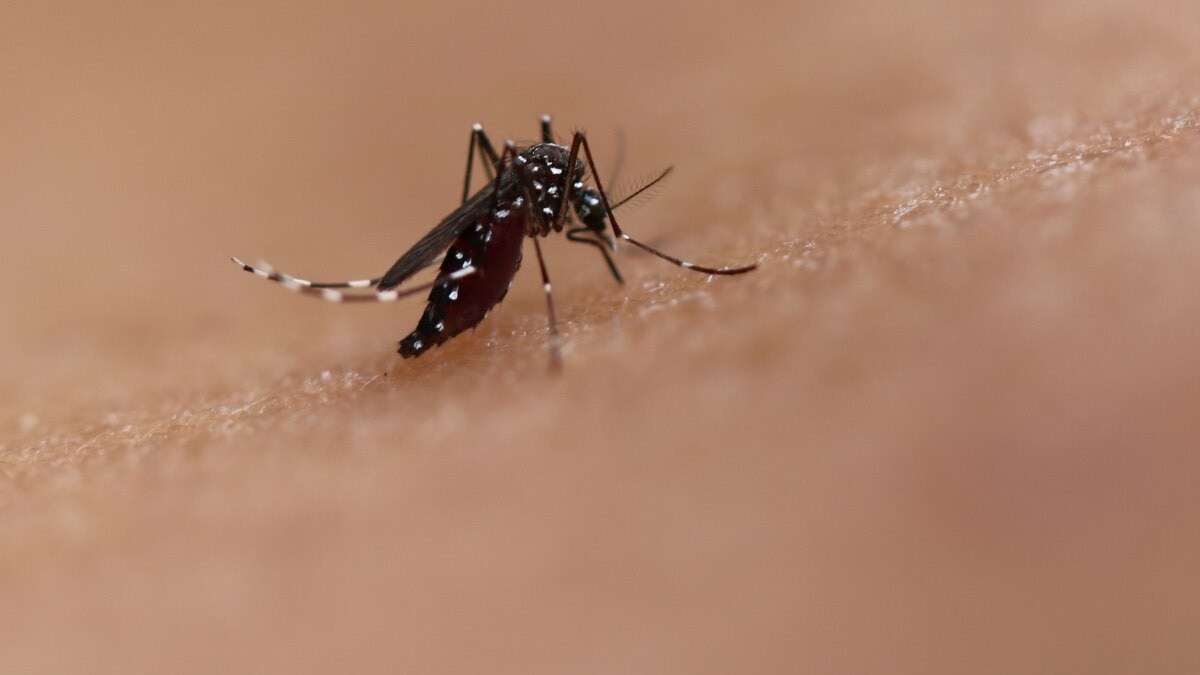 How climate change is spreading dengue across the world
