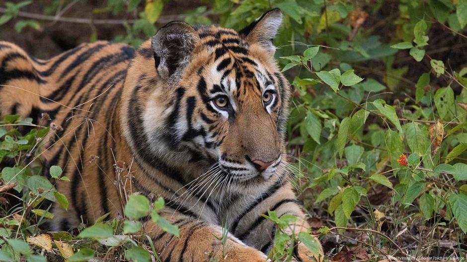 Conservation efforts double India's tiger population