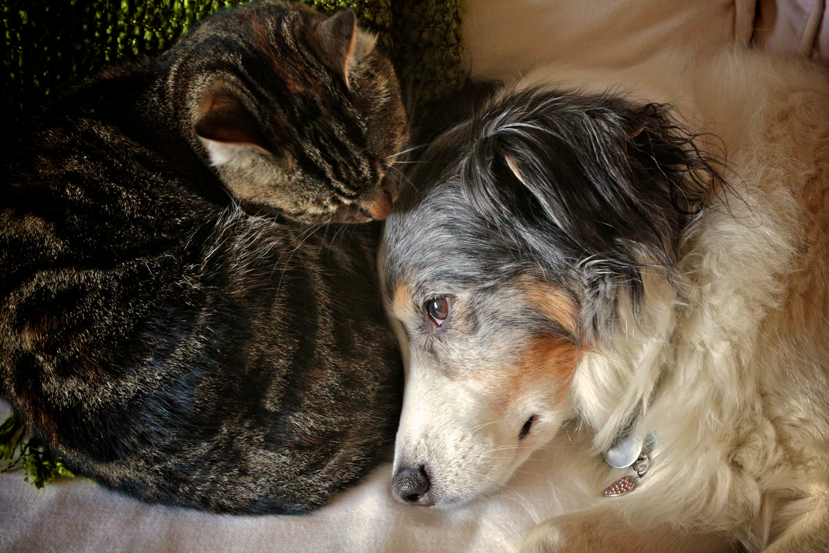 Australian Shepherd's Nervous Face When Cat Gets Too Close to Her Is ...