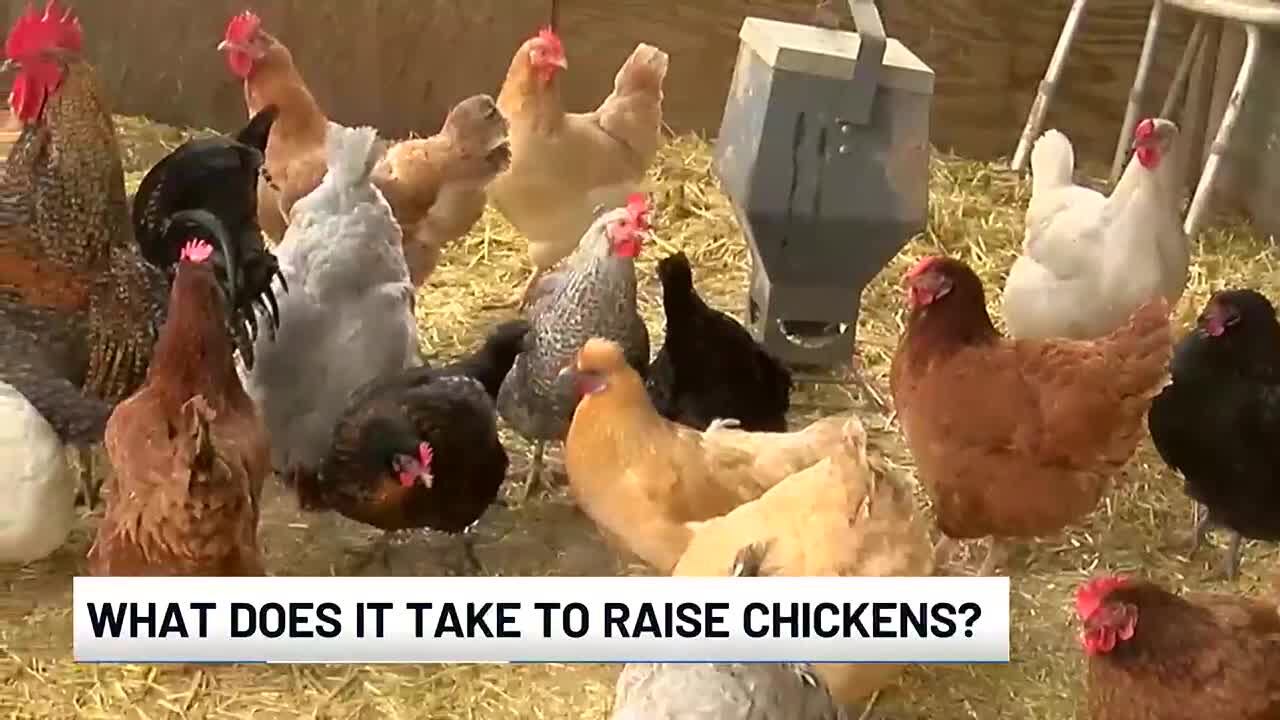 Rising egg prices spark interest in raising chickens