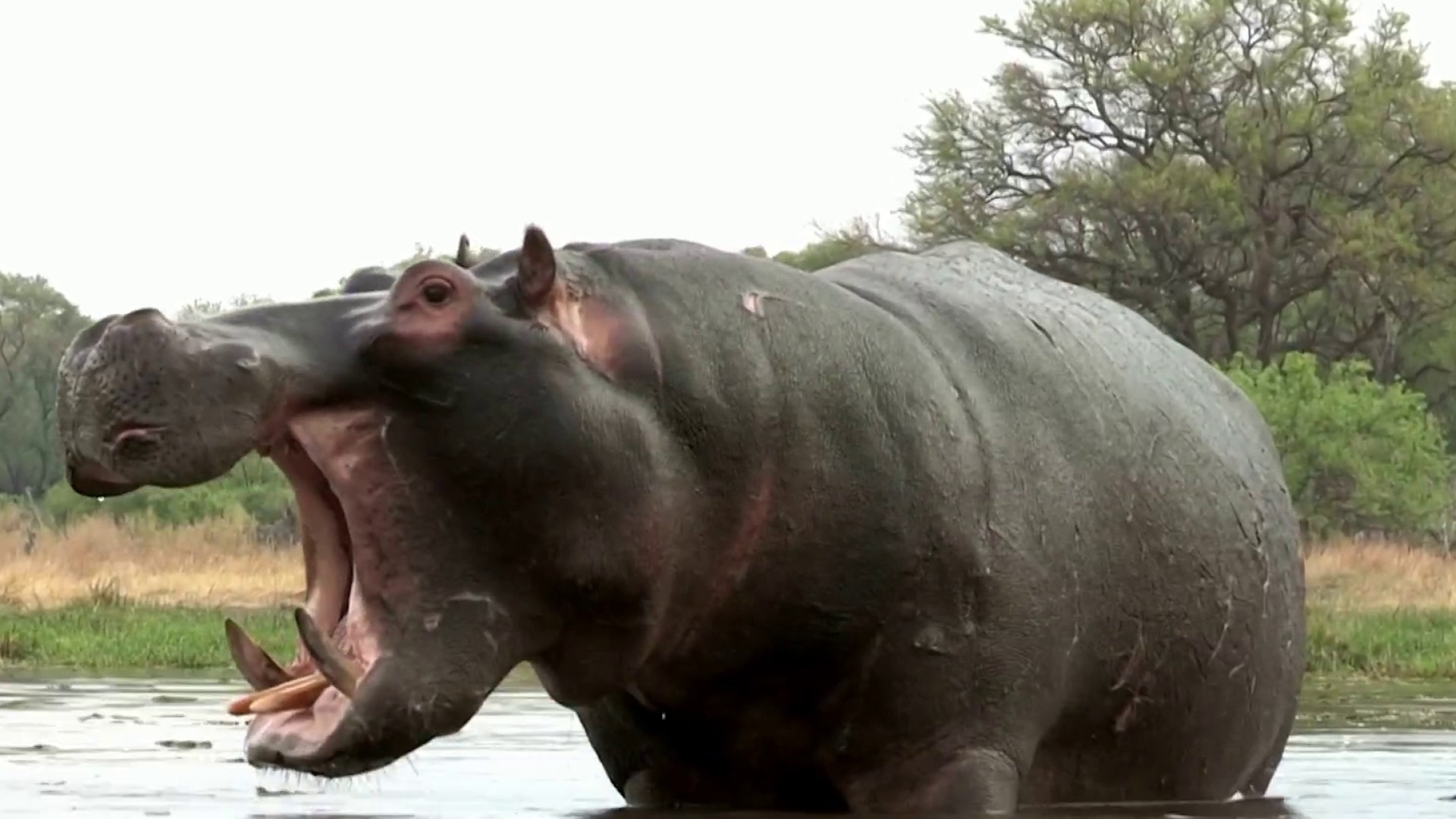 Safari company sued after hippo kills New Jersey woman