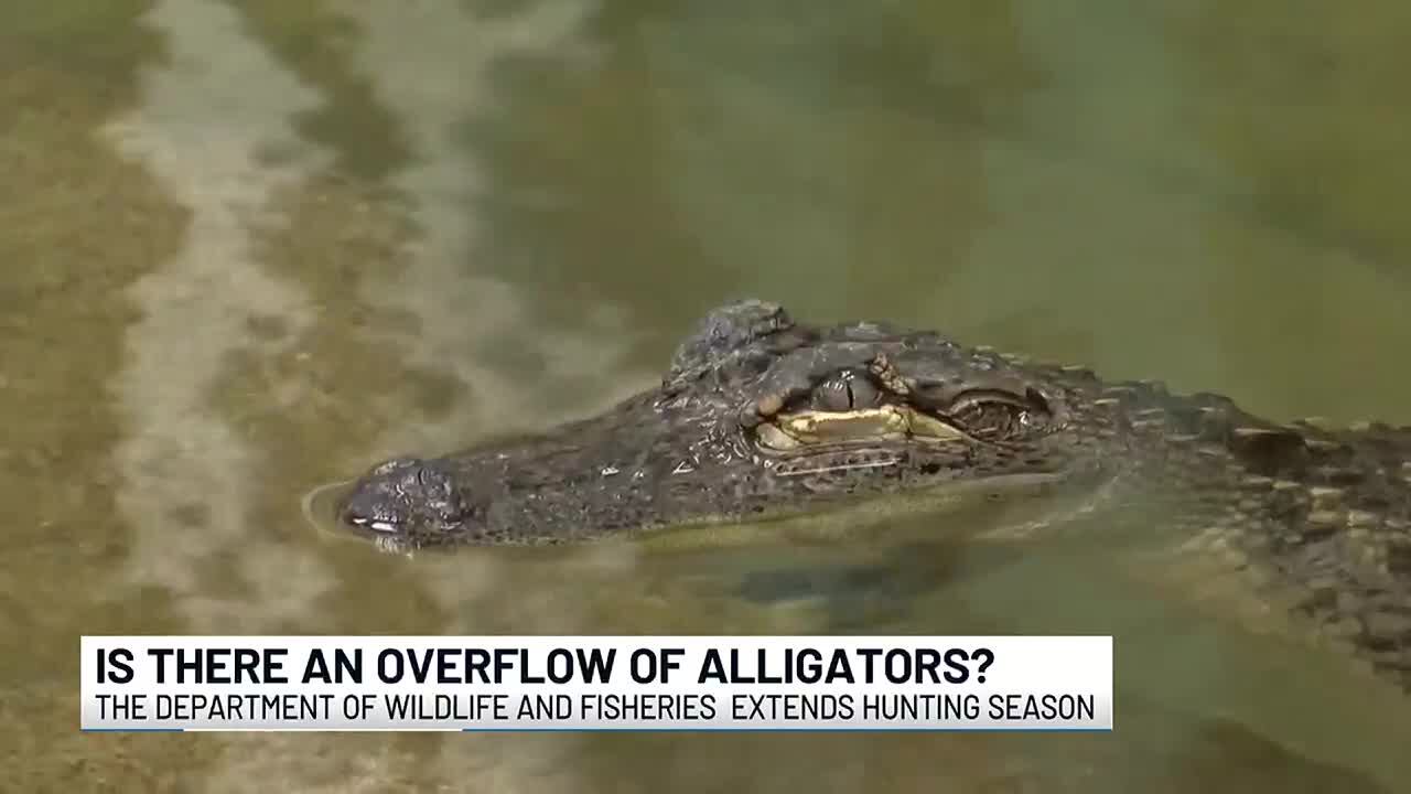 Did an increase in alligator population lead to an hunting season ...