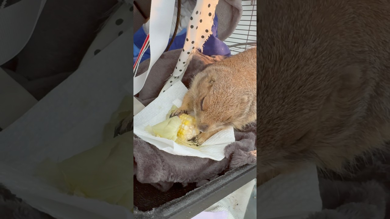 This prairie dog enjoys a simple corn treat to brighten the day