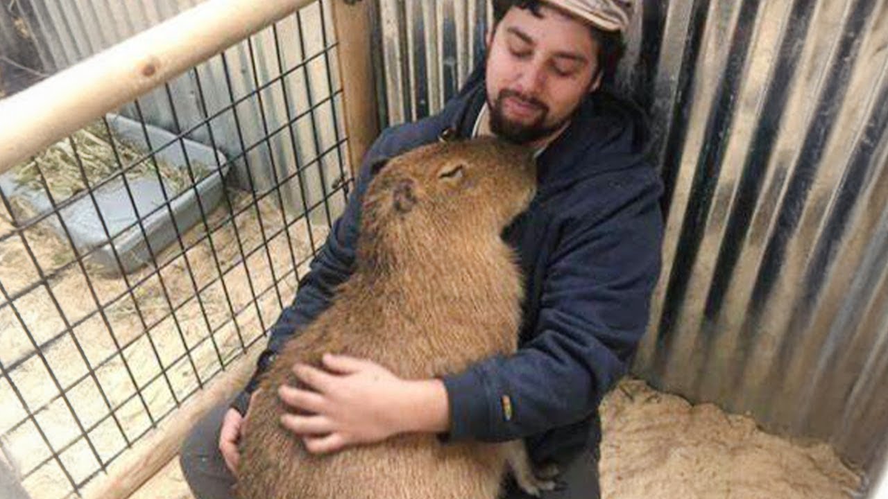 Animals Make The Perfect Companions For Humans ️