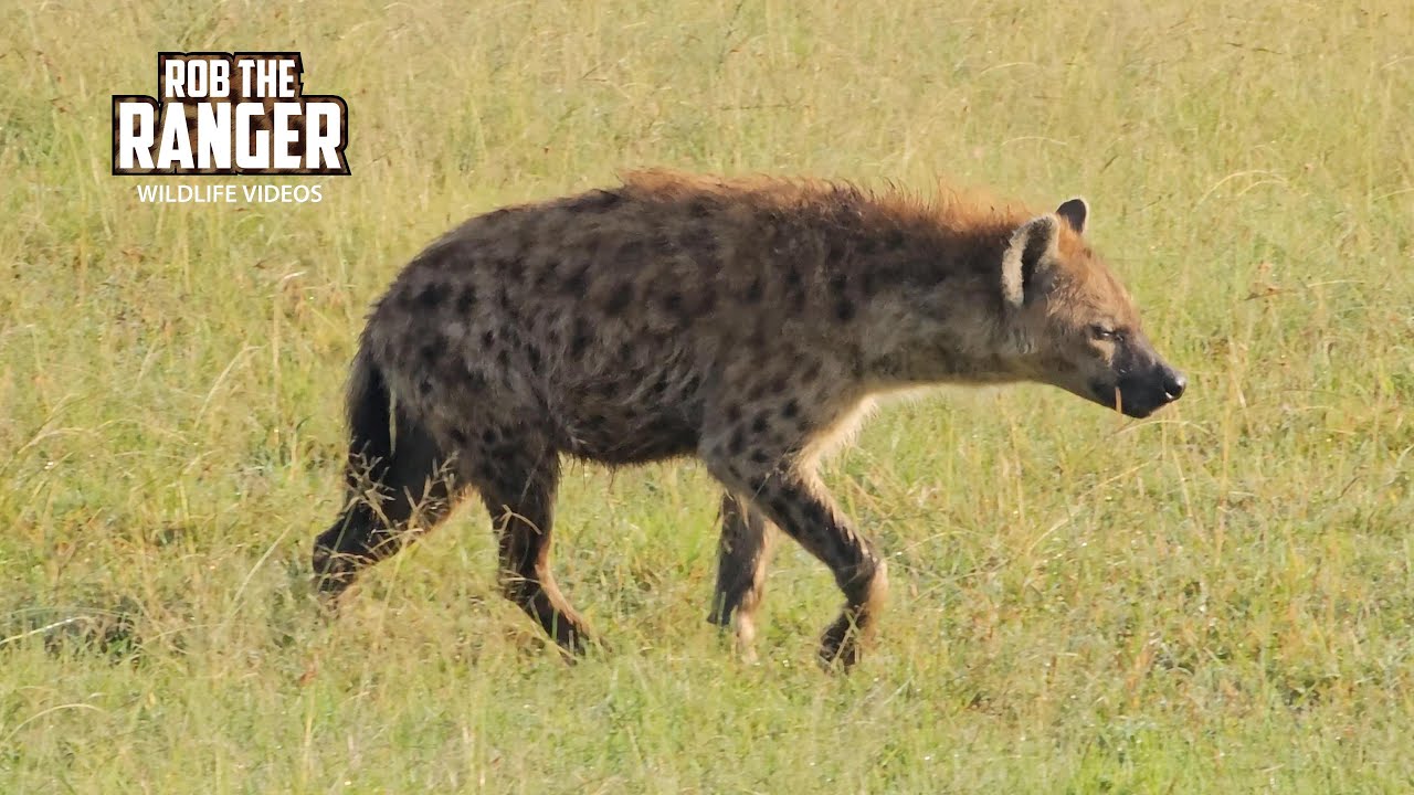 Hyenas and Bat-Eared Foxes Caught on Camera on the Plains