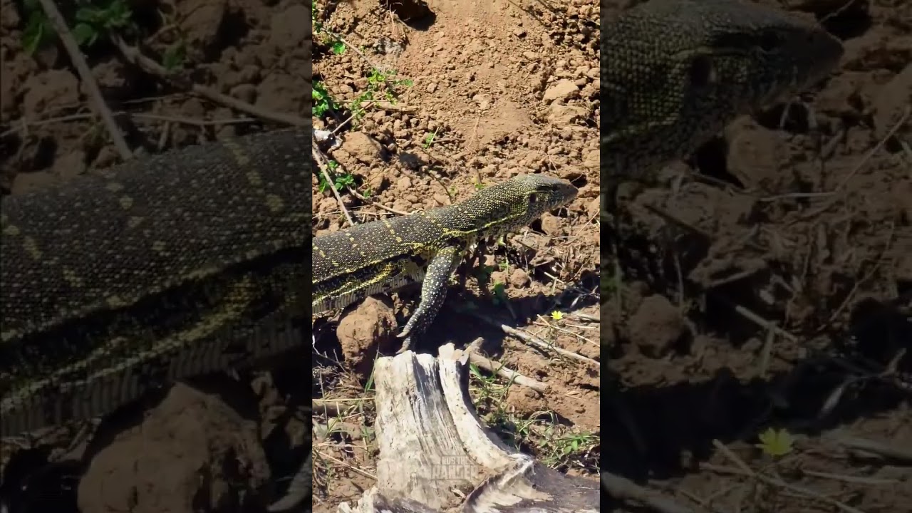 Witness Wildlife—Monitor Lizard Sighting