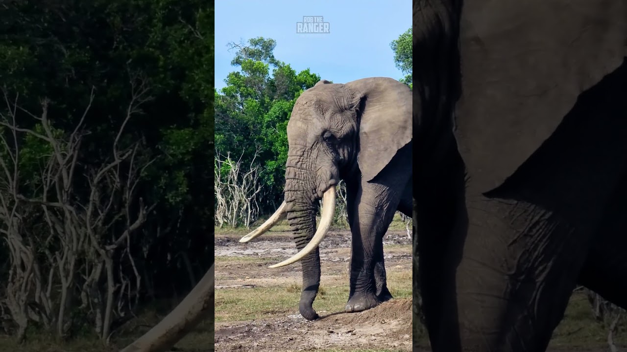 Ivory Elephants Create Stunning Wildlife Scene In Africa