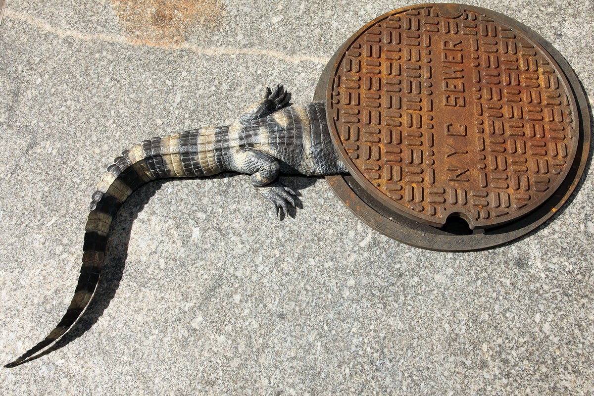 Scientists ‘surprised’ to find abundance of alligators in city’s sewer ...