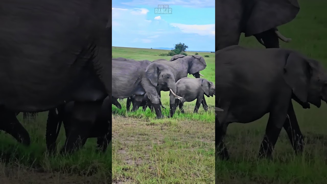 Unbelievable Elephant Herd Traverses Vast African Grasslands