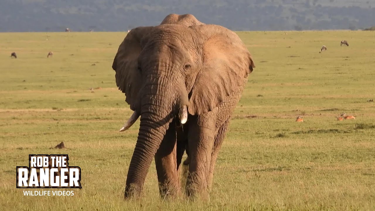Elephant bull on the plains of the Maasai Mara
