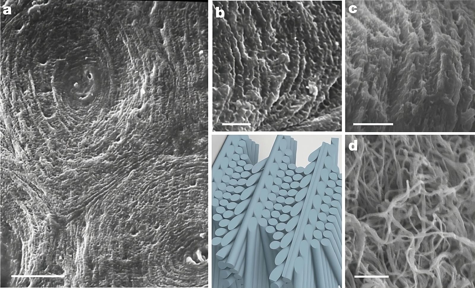 Repairing bones with materials that mimic living tissue 🦴