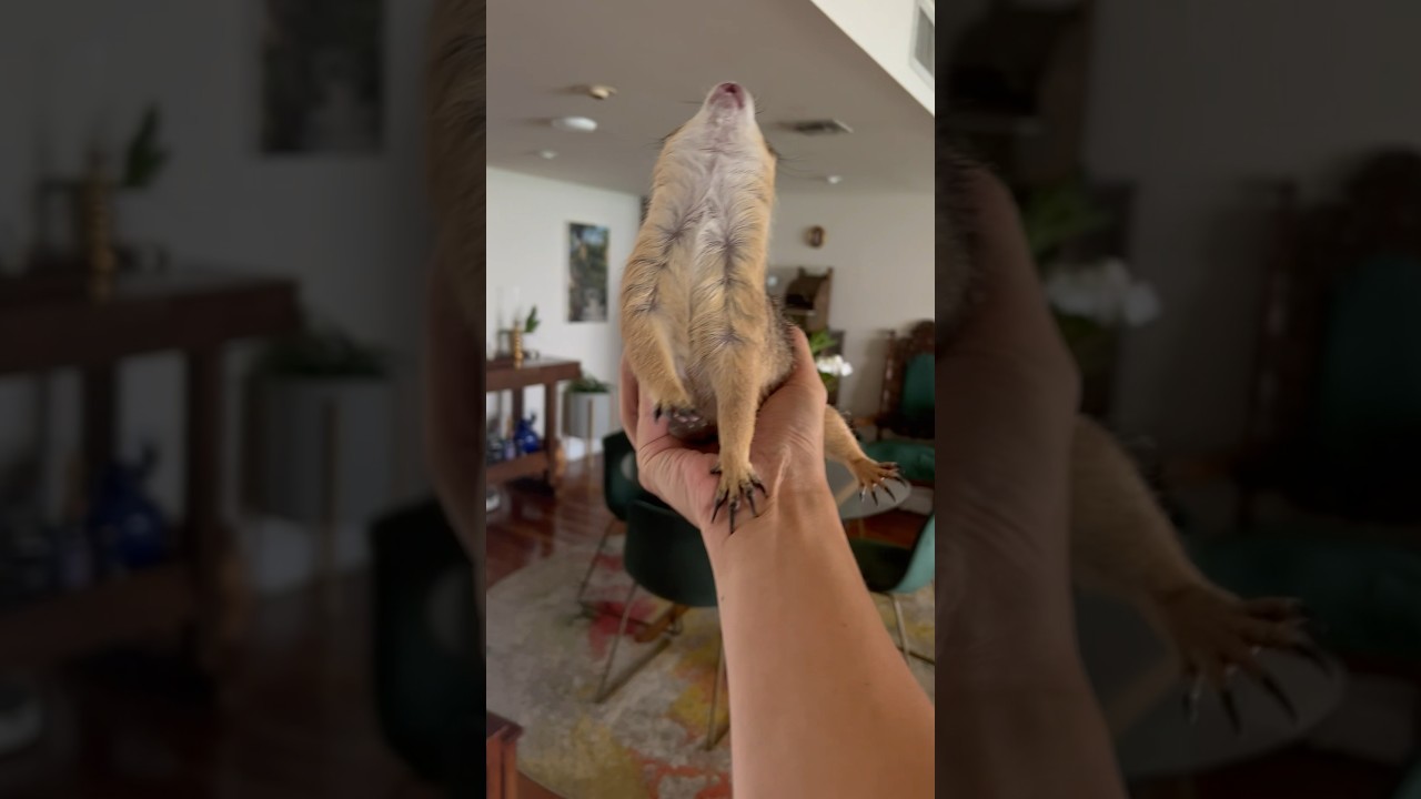 Prairie dog celebrates with another enthusiastic wahoo