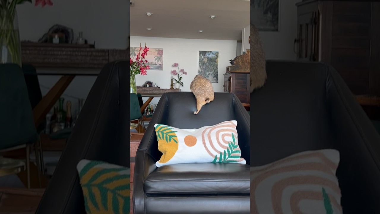 Poppy the Prairie Dog Chills on a Chair