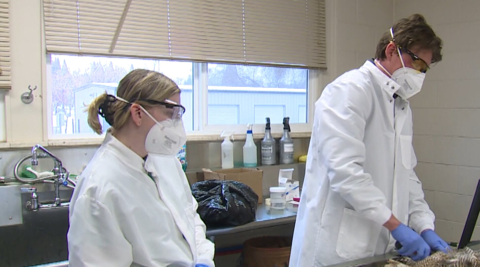 Inside the lab: NDOW testing wild birds for avian influenza