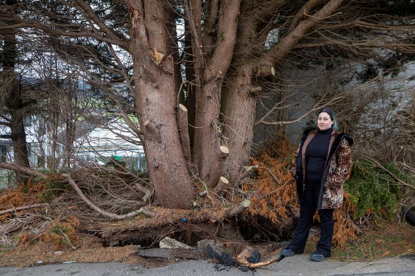 Scottish woman fears huge tree blown over in Storm Eowyn 'could crush home'