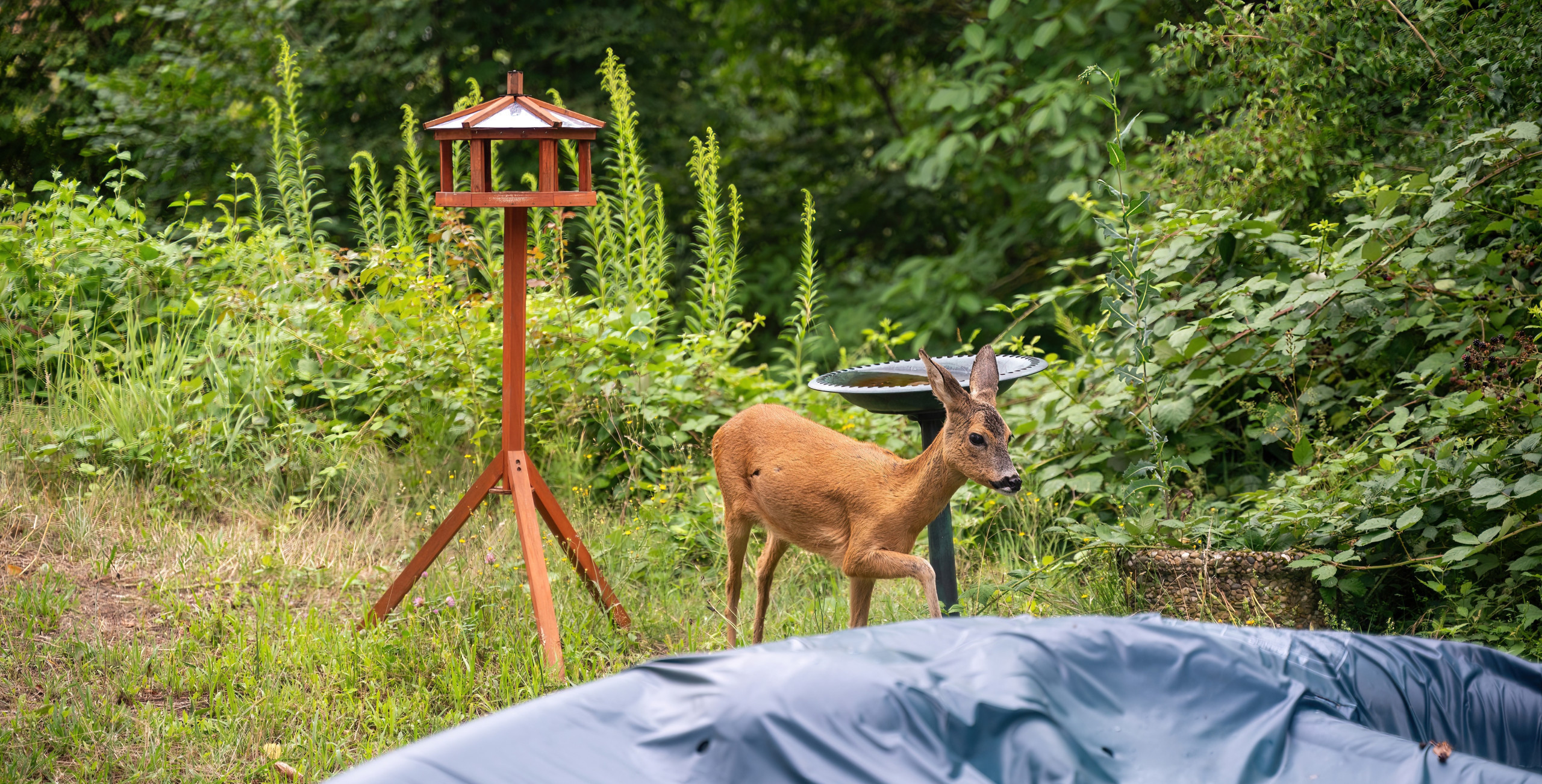 What would happen to Earth if humans went extinct?