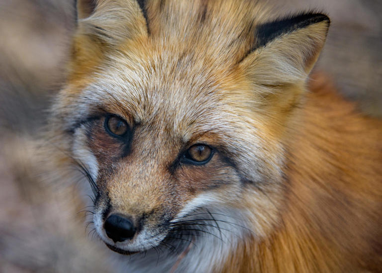 Police: Pennsylvania Game Commission captures fox after Stroud Township ...