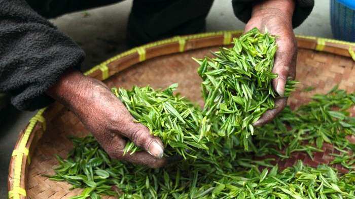 Tea growers seek minimum sustainable price for their produce