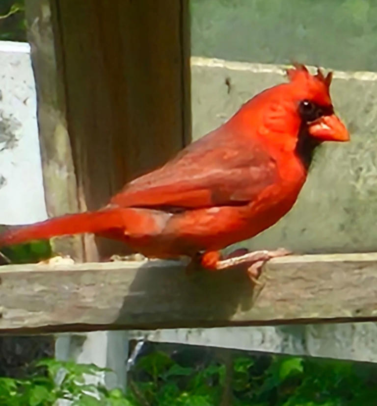 North Florida birding expert will lead walk at Pebble Hill Plantation
