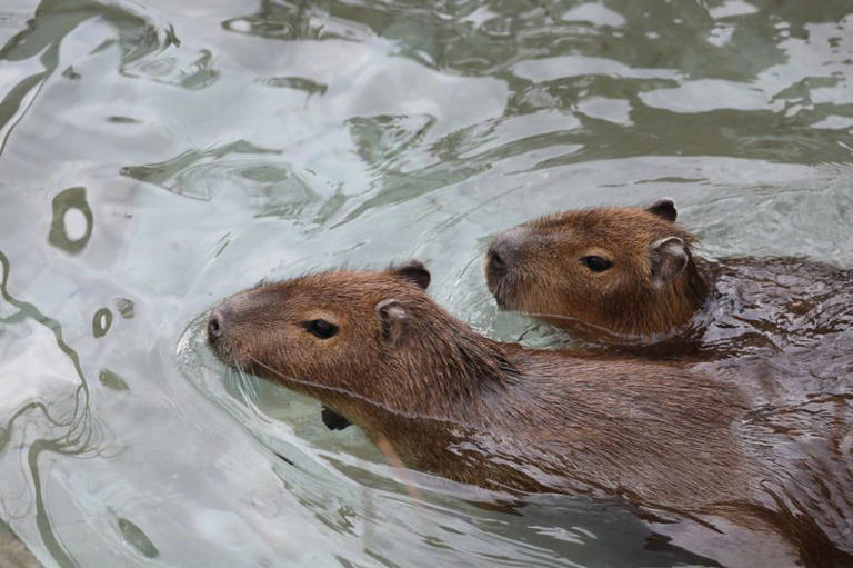 Edinburgh Zoo's capybara pups spotted swimming in adorable pics as they settle into new home