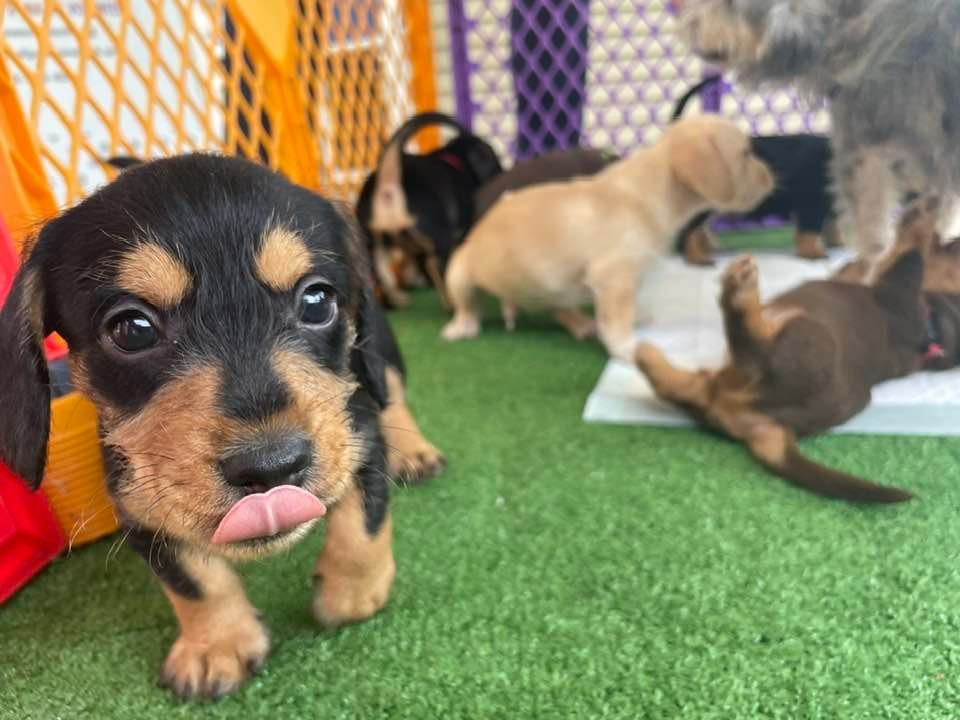 Looking to adopt a puppy? It's not easy. Tips to help start you on the ...