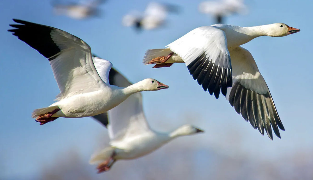 How Do Birds Know Where to Go During Migration?